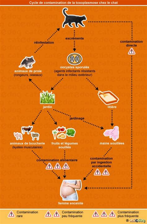 Toxoplasmose Du Chat Symptôme Traitement Conseils Véto En Photos