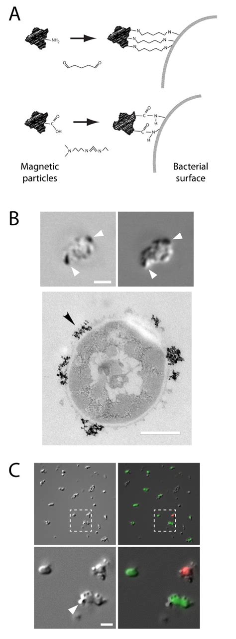 Attachment Of Superparamagnetic Particles To The Surface Of Bacteria Download Scientific