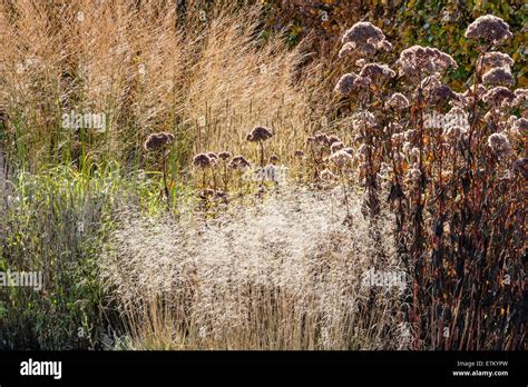 Deschampsia Cespitosa Winter