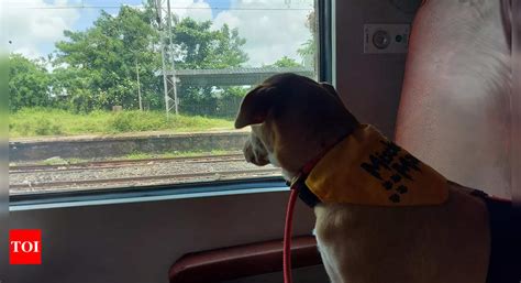 No Ruffing It How Ac First Class Became The ‘kutton Ka Dabba India