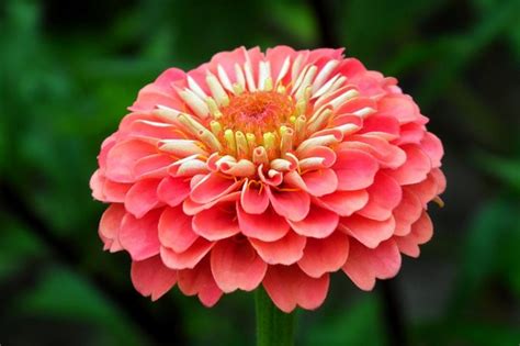 Lepi čovek Zinnia Elegans
