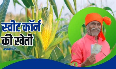 स्वीट कॉर्न की खेती कर कमा सकते हैं बम्पर मुनाफा