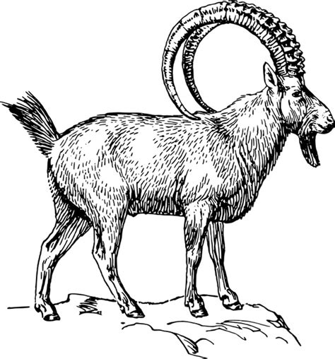 Ibex Vector Free Download Vectors Free Download Graphic Art Designs