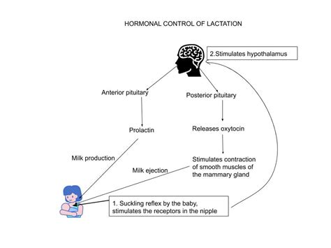 Human Embryonic Development Biology4isc
