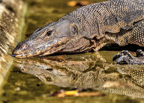 Head On With An Asian Water Monitor Lizard