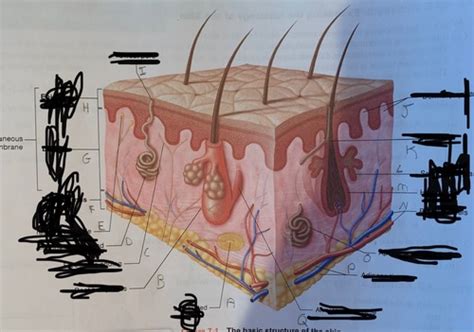 Integumentary System Diagrams Flashcards Quizlet