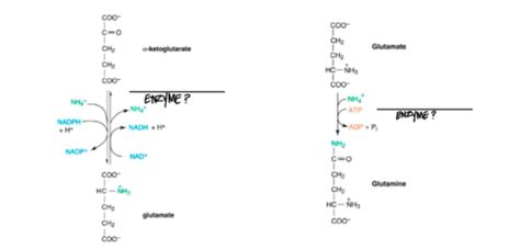 Lecture 40 Amino Acid Metabolism Flashcards Quizlet