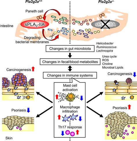 Figure From Emerging Roles Of Secreted Phospholipase A2 42 Off
