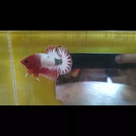 Badek Official Badek Official • Instagram Photos And Videos