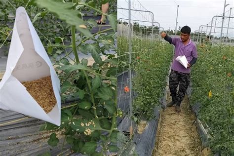 農藥所攜手植物診療師搶救番茄有成 產量並增3成 農業 僑務電子報