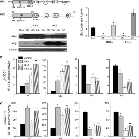 Aberrant Expression Of Ikka And Ikkb Proteins In Hnscc Tumor Specimens
