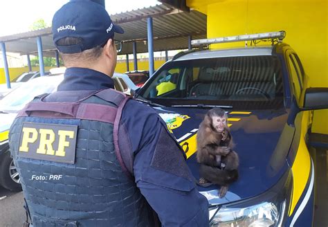 Prf Resgata Macaco Prego Transportado Irregularmente Na Br 153 Visão