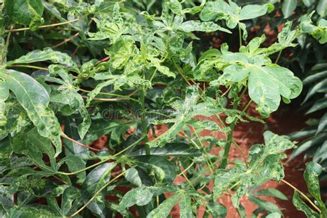 Diseases Of Cassava Plant And Root Stock Image Image Of Diseases