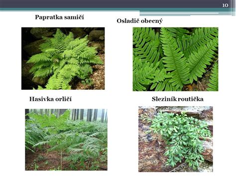 Kapraďorosty Plavuně Přesličky a Kapradiny ppt stáhnout