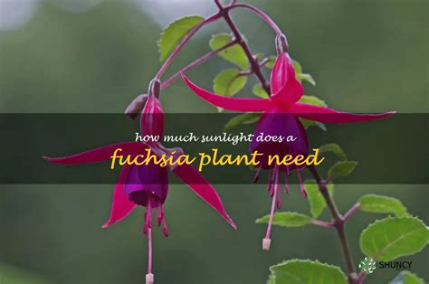 Maximizing Fuchsia Plant Growth How Much Sunlight Does Your Plant Need