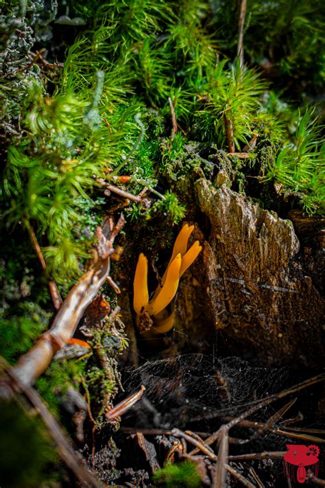 Calocere Visqueuse 2 By Proccyonart On Deviantart