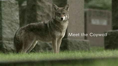 Trailer Meet The Coywolf Nature