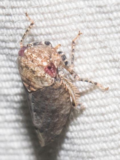 2018 09 07 Pink Eyed Speckled Leafhopper Paraphlepsius Bugguidenet