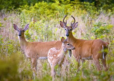 White Tailed Deer Doe And Buck