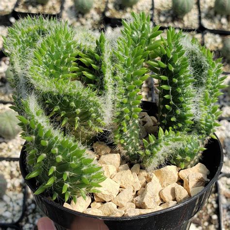 Opuntia Subulata Cristata Snow Ridge Cactus Planet Desert
