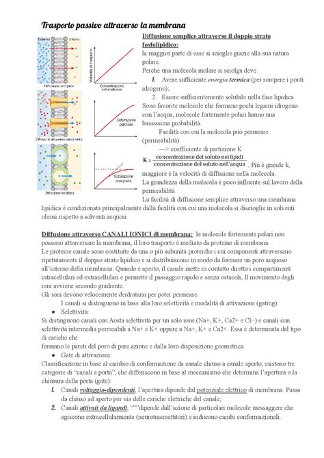 Trasporti Di Membrana Attivi E Passivi Docsity