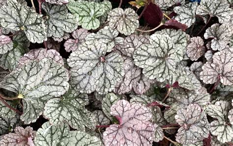 Heuchera Sugar Frosting Alunrot