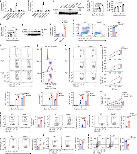 Susd2 CD8 Cells Exhibit Increased Antitumor Effector Function And