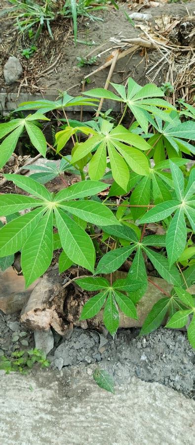 Cassava Tree Leaves Taken From A Close Up Stock Image Image Of Tree