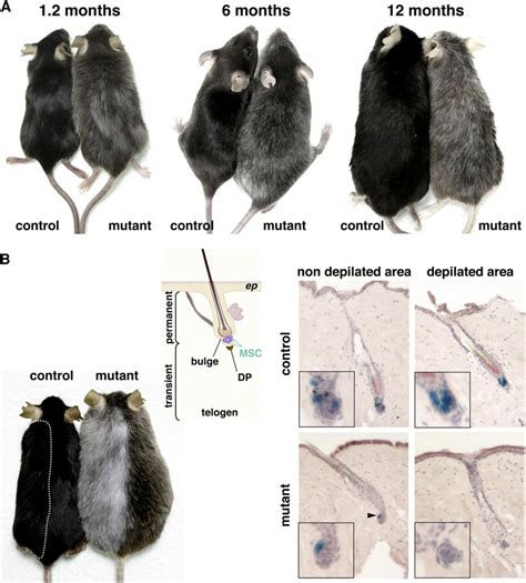 Impaired Msc Self Maintenance In Raf Knockout Mice A Absence Of B Raf