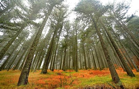 Rama Poston Pamje Nga Bjeshka E Pikëllimës “gjithë Kjo Bukuri Vallë Nga Dheu Të Ketë Mbleruar…”
