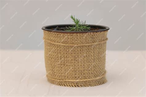 Premium Photo A Young Sequoia Tree In The Small Pot Which Was Grow