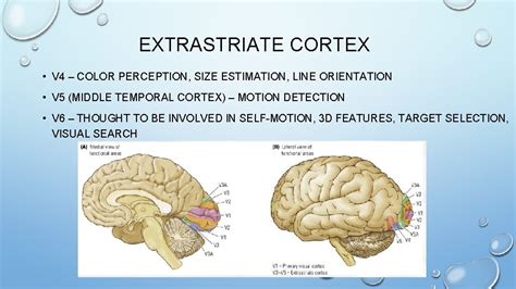 Visual Perceptual Deficits After Brain Injury Candice Elam