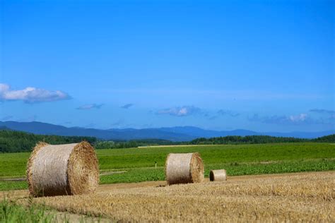 [필름사진] 북해도 비에이 후라노 버스투어 삿포로 일일투어 홋카이도 와쿠와쿠 1호선 마이리얼트립