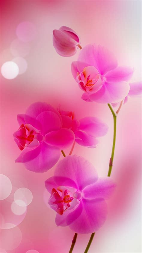 Pink Flower IPhone Wallpapers Wallpaper Cave