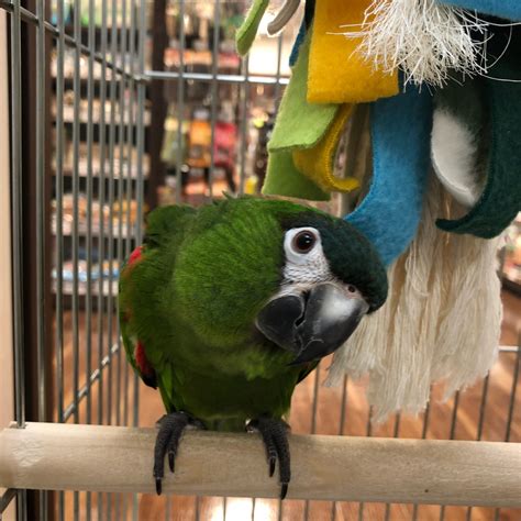 コミドリコンゴウインコ ペットフォレスト