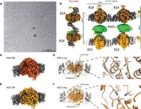 Cryo Em Analysis Of K3dak4 Filaments And Individual Bimodule Cores A