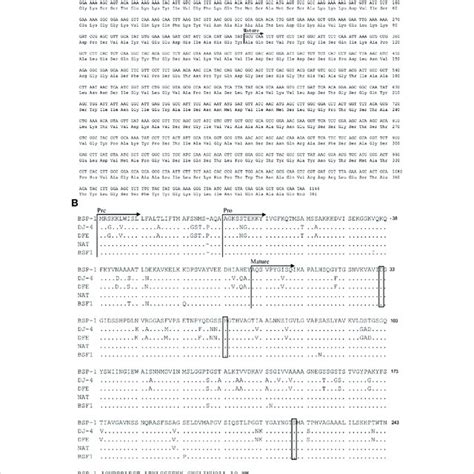 Sequence Analysis Of Bsp 1 Gene And Deduced Amino Acids A Nucleotide
