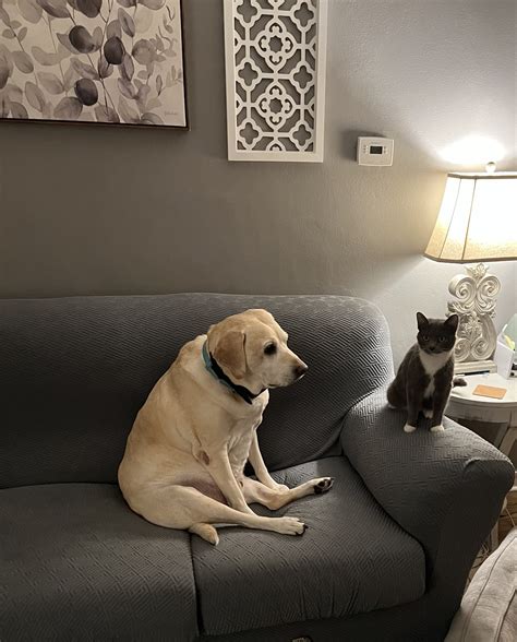 Piper And Rex Album On Imgur