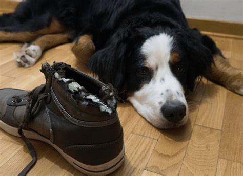 How To Stop My Dog From Chewing On Things Nutripaw
