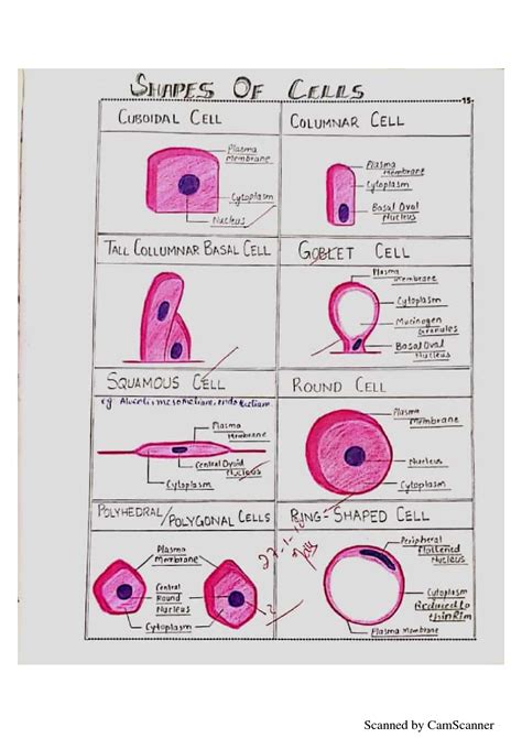 SOLUTION Histology Diagrams Mbbs Bds Studypool