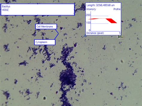 Kingdom Eubacteria