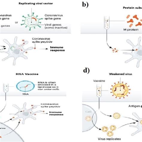 A Replicating And Non Replicating Viral Vectore Vaccine Platform B