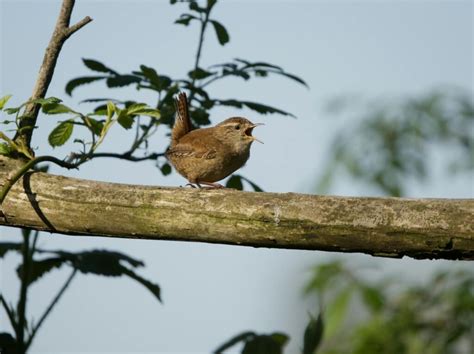 Why Birdwatchers Are Turning To Sound Recorders Bird