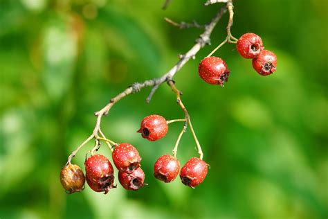 野花 野生的 花 Pixabay上的免费照片 Pixabay