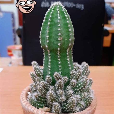 Echinopsis Huascha Grandiflora Syn Trichocereus Grandiflorus