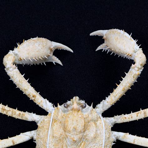 Platymaia Alcocki Filippine
