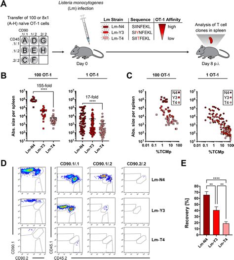 Recovery Of Single Cell‐derived Cd8⁺ T Cell Responses Is Reduced Upon Download Scientific