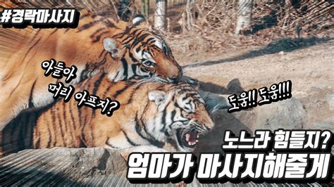 아들아 노느라 힘들지 엄마가 마사지 해줄게 어떻게해준다고는말안했다 어쨌든마사지 에버랜드호랑이 Youtube