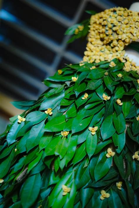 មិនប្លែកមិនហៅ រំដួល លិចទឹក ពេលនេះលោក យក«ផ្ការំដួល តំណាងជាតិ មកច្នៃជារ៉ូបពិតជាស្អាតខ្លាំង