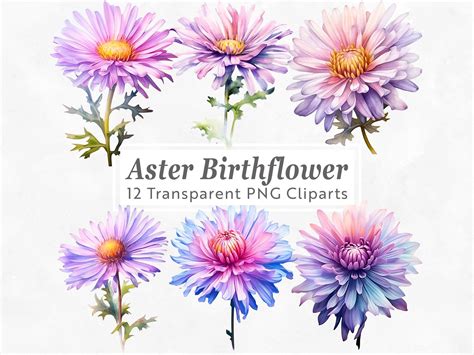 Aster Birthflower Clipart 12 Png Bundle September Birth Flower